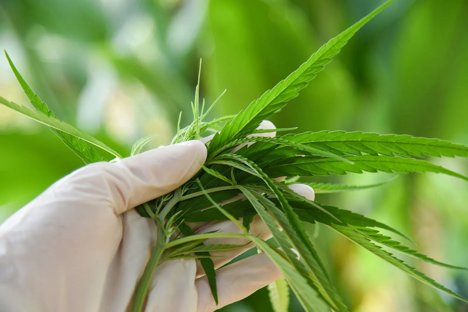 Coastal Hemp Co. | Organic Hemp Store | Coastal Hemp Company SC